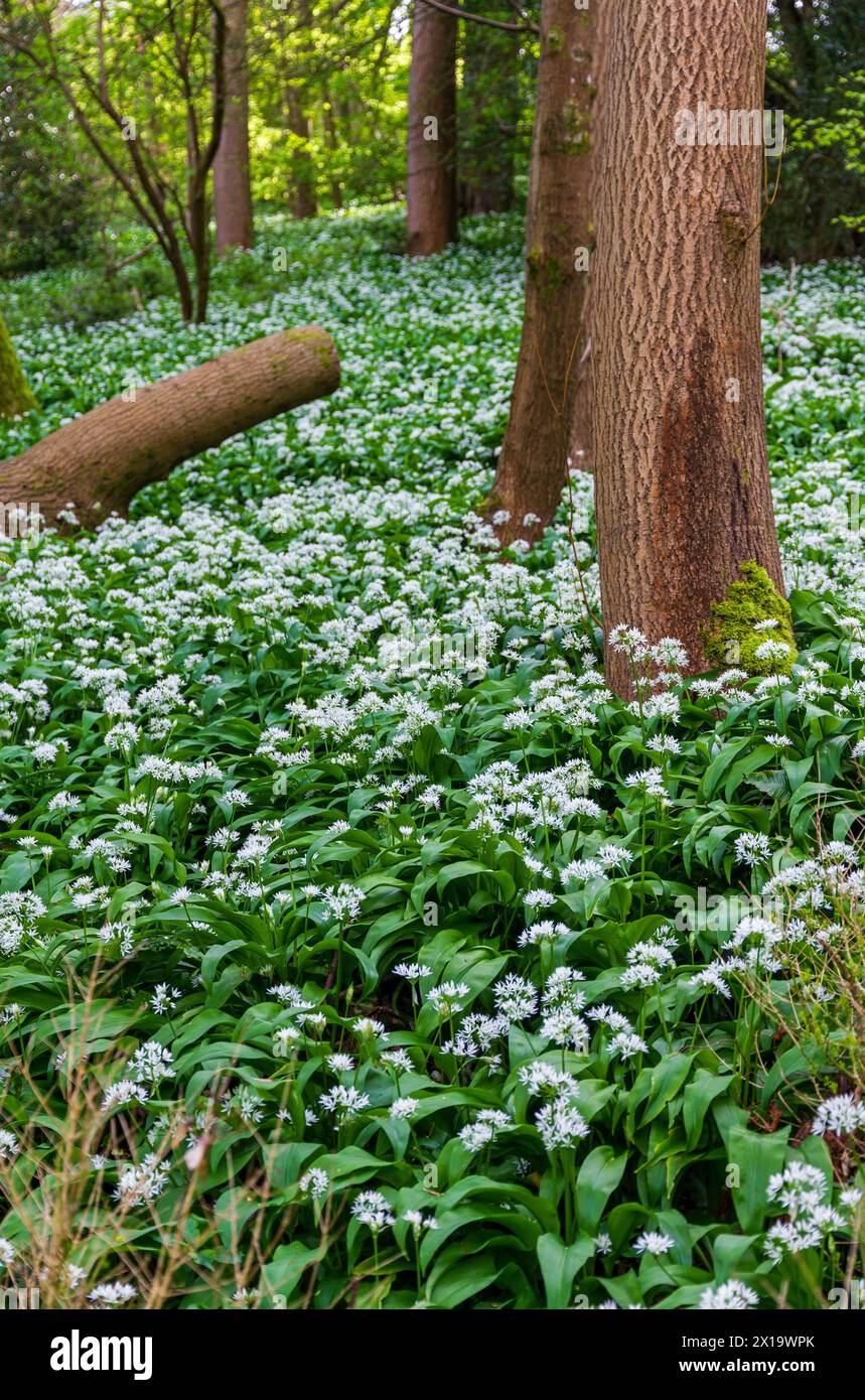 wild garlic Bath England Stock Photo - Alamy