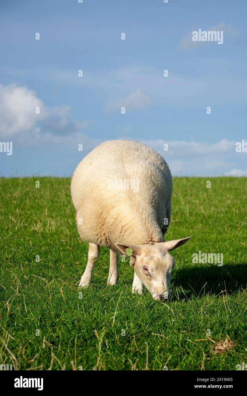 Sheep grazing on a green meadow Stock Photo - Alamy