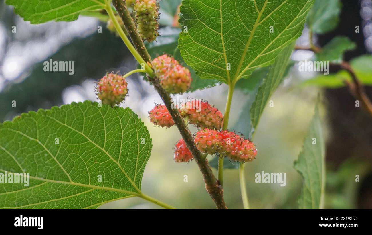 Mulberries after the rain, in Indonesia we call them Murbei. Blackberries Ripe berries and ...