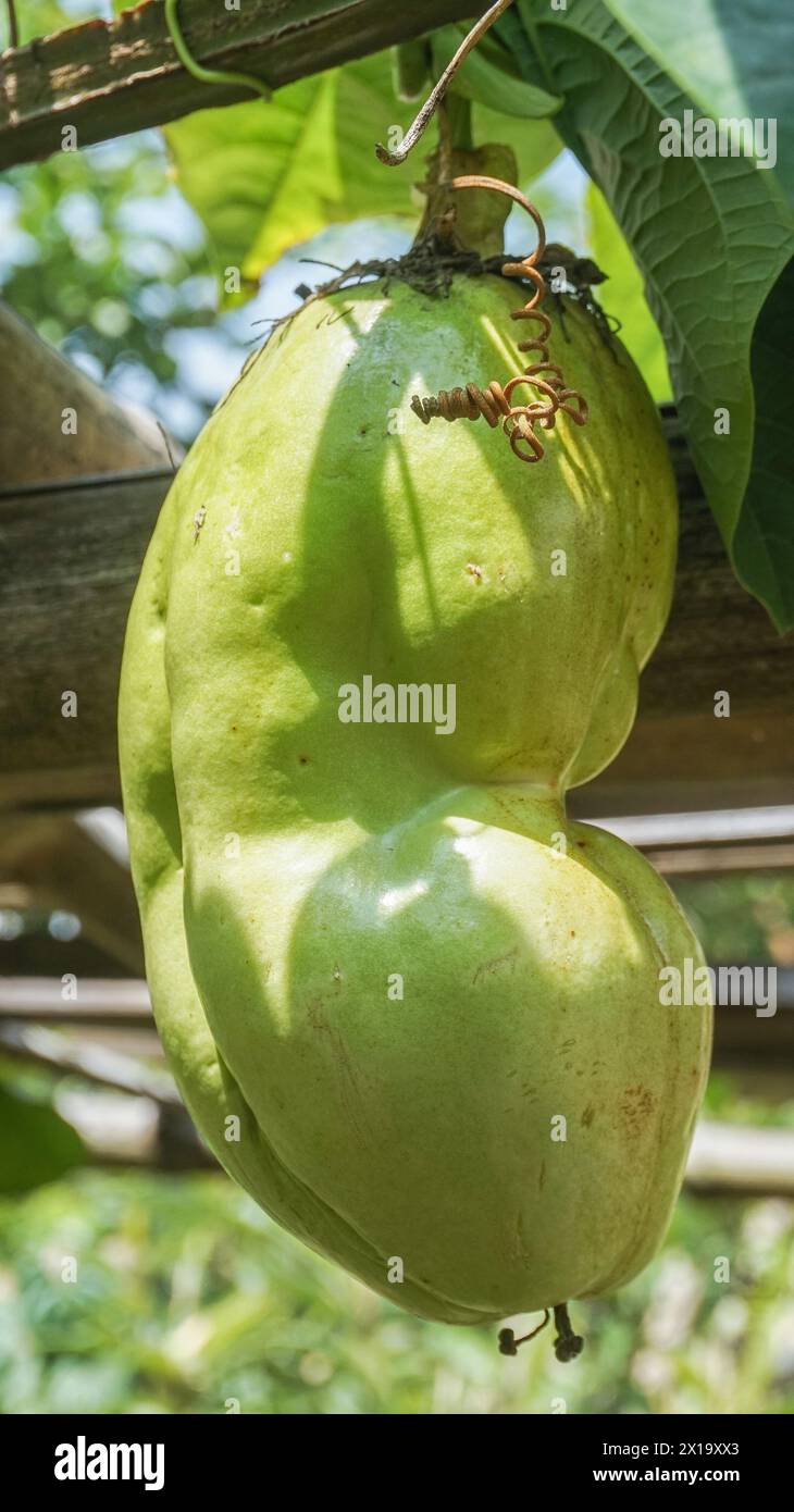 erbis fruit is uniquely shaped,cute Stock Photo - Alamy