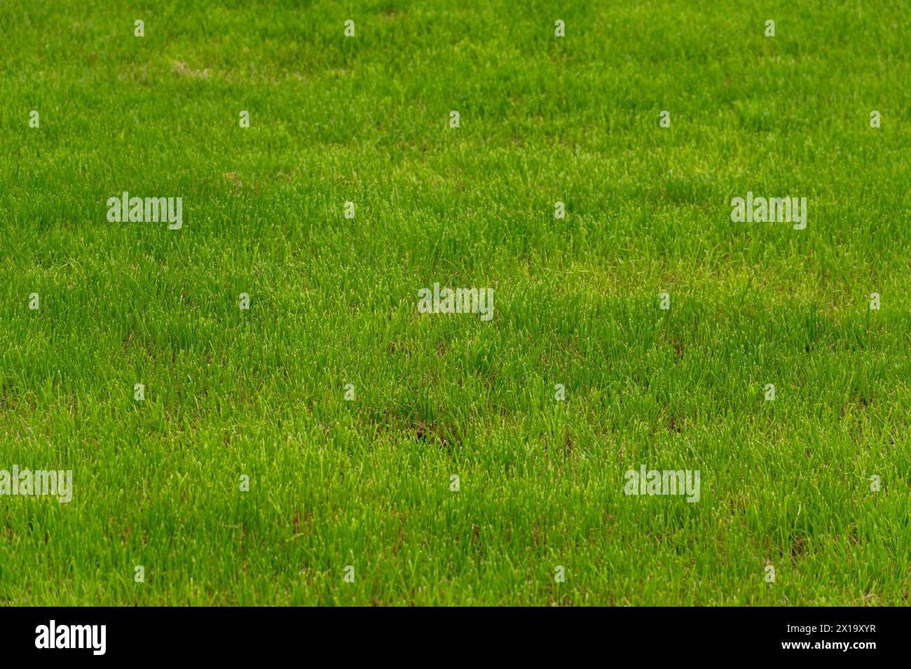Beautiful landscape with a light blue sky and green grass Stock Photo ...