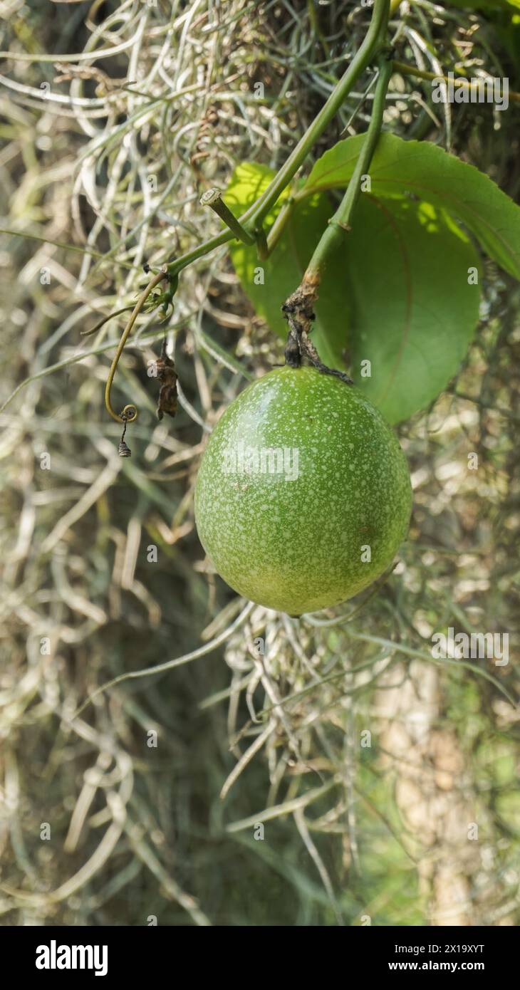 green passion fruit on the farm close up image Stock Photo - Alamy