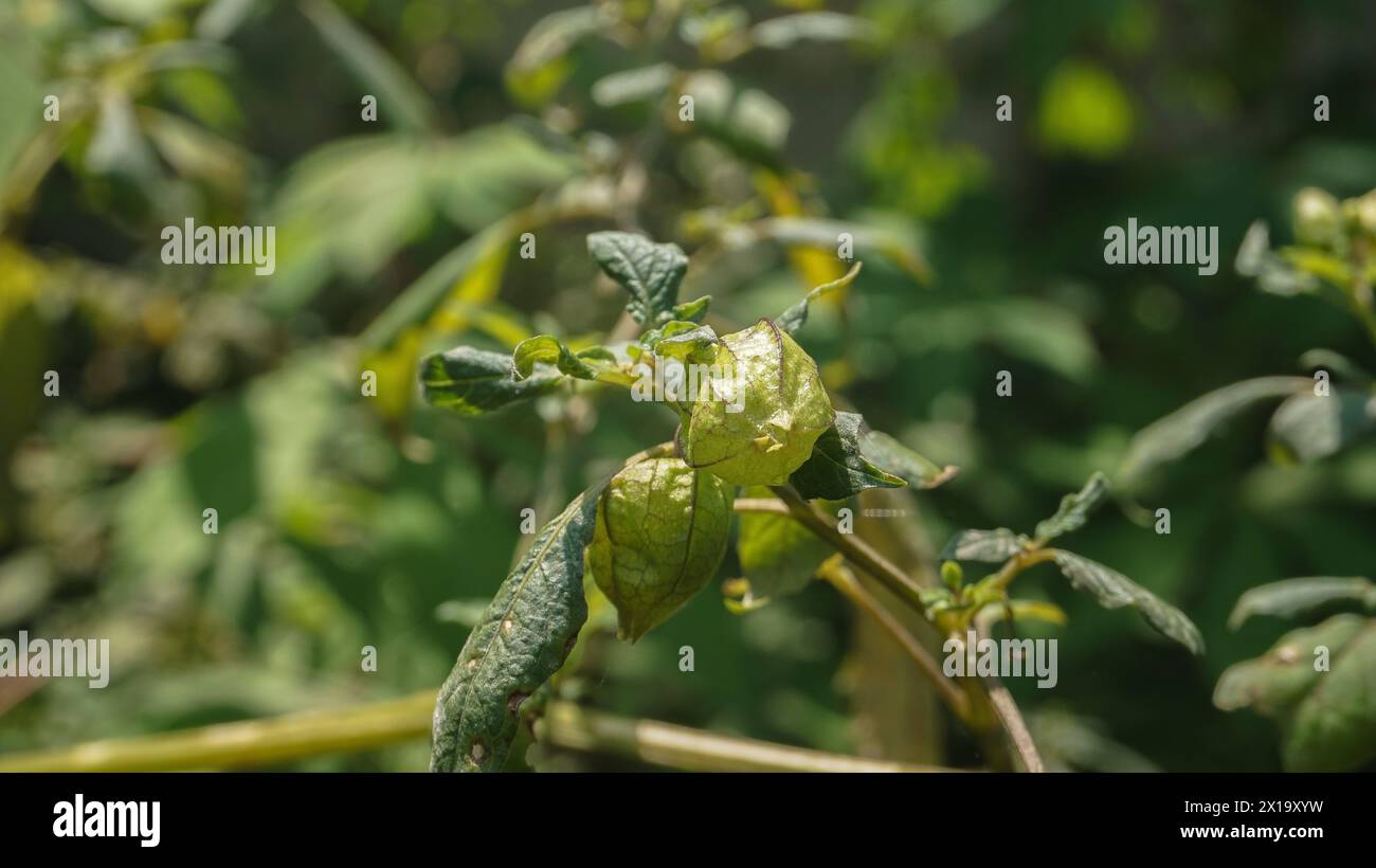 This plant is a wild plant commonly called cecenet or ceplukan which is ...