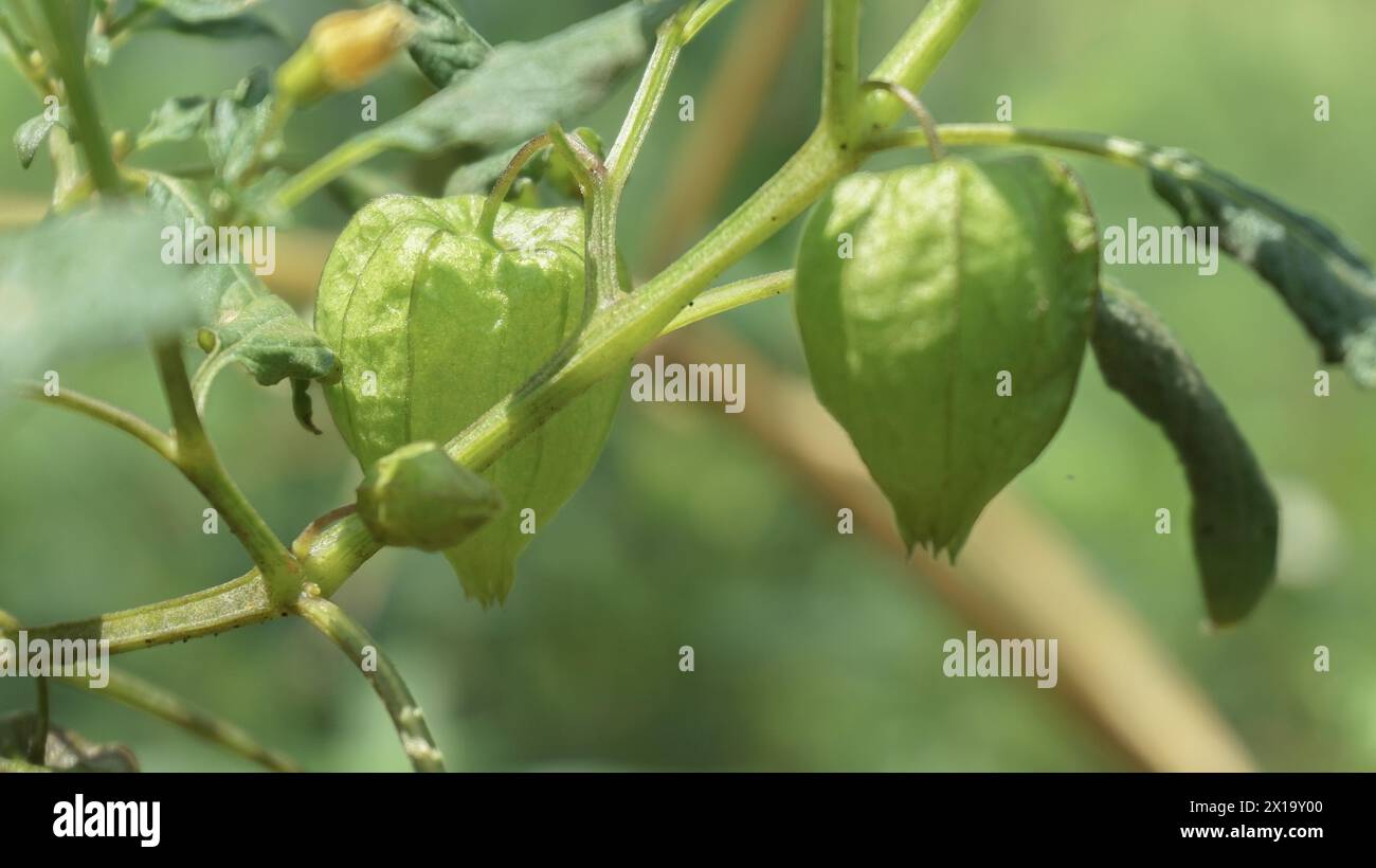 This plant is a wild plant commonly called cecenet or ceplukan which is ...