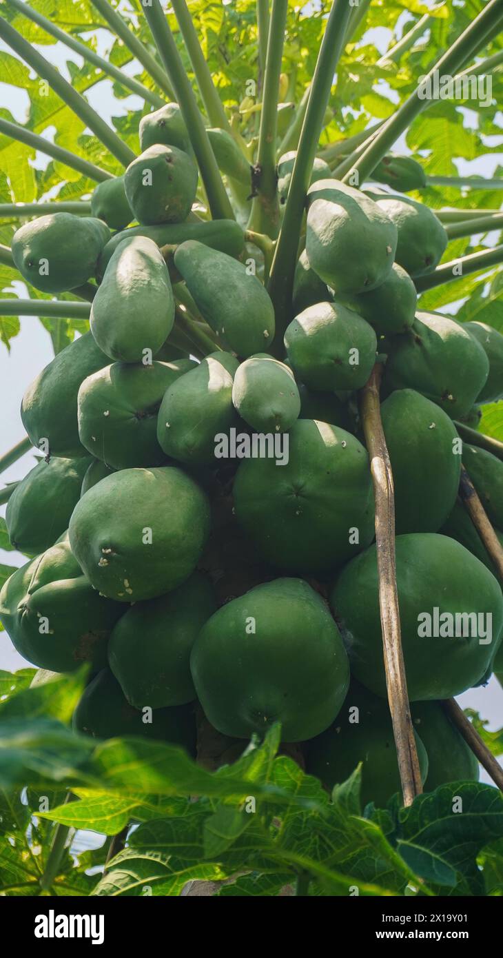 green papaya fruit on the tree Stock Photo - Alamy
