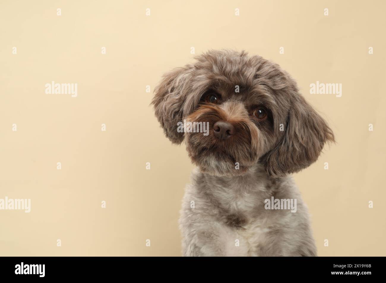 Little beige dog hi-res stock photography and images - Alamy