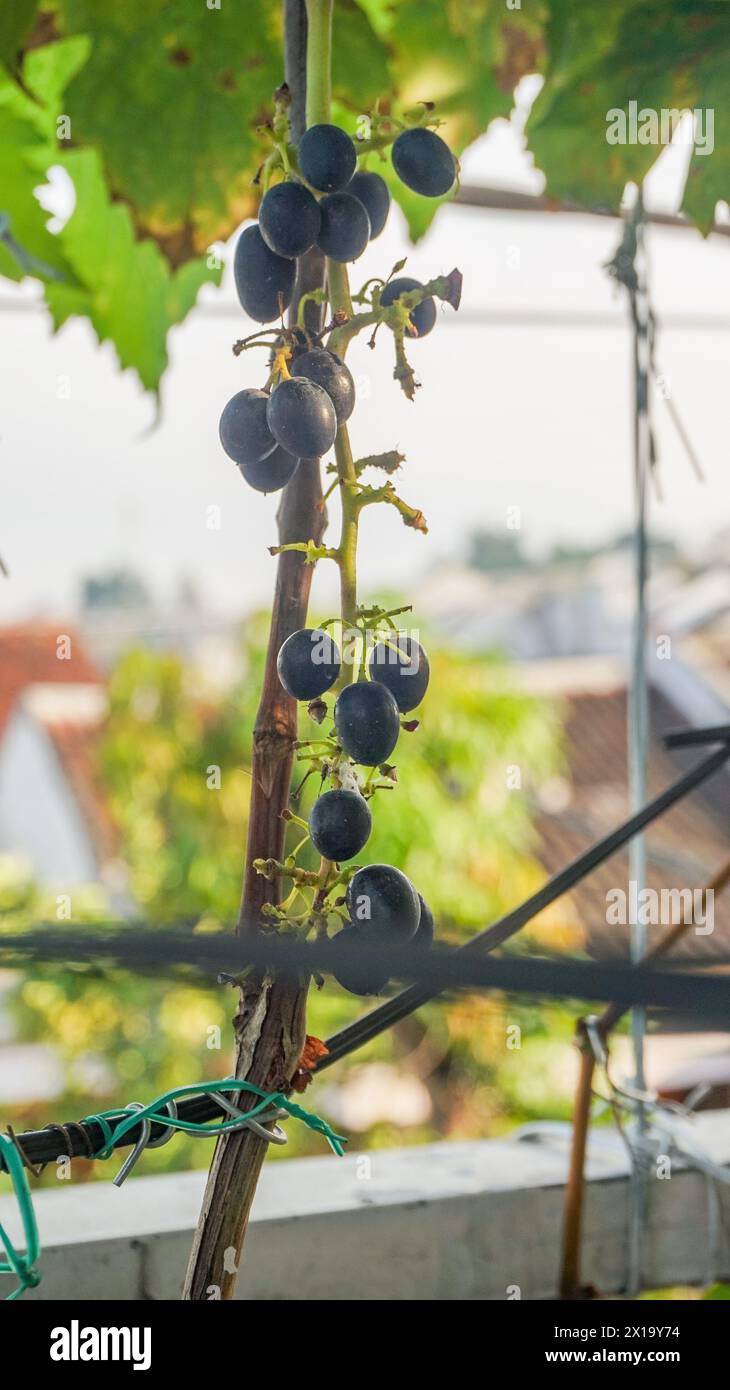 grape tree with its fruit Stock Photo - Alamy