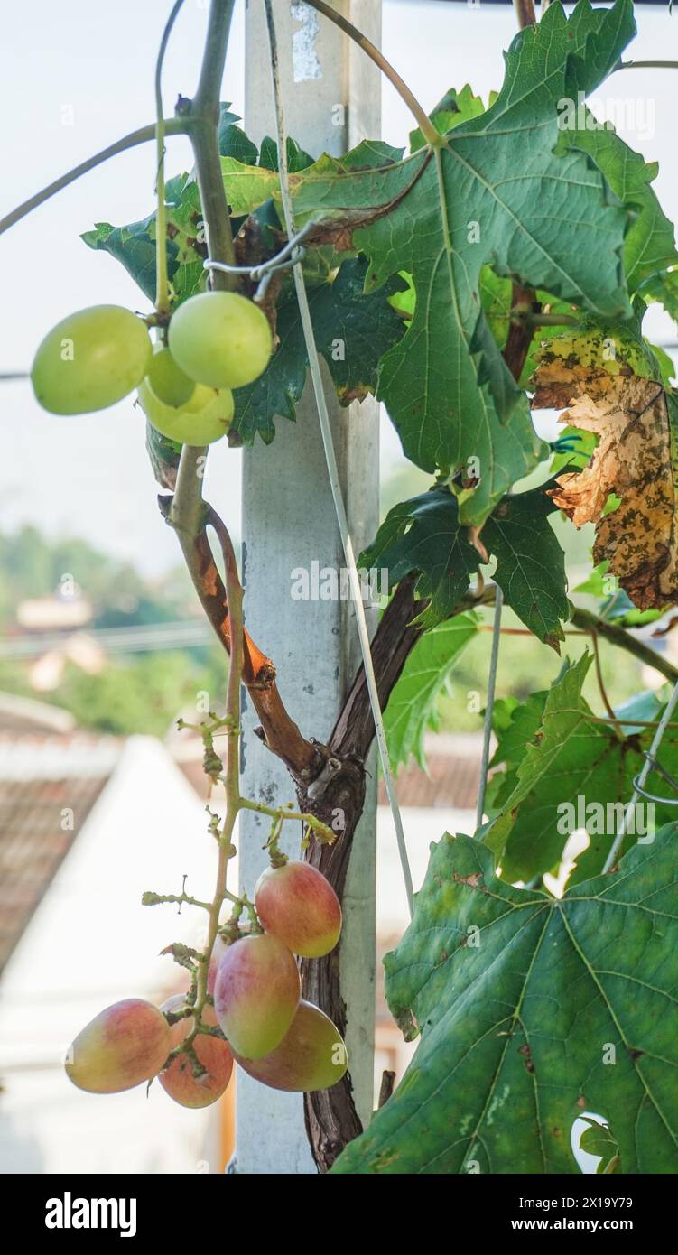 grape tree with its fruit Stock Photo - Alamy
