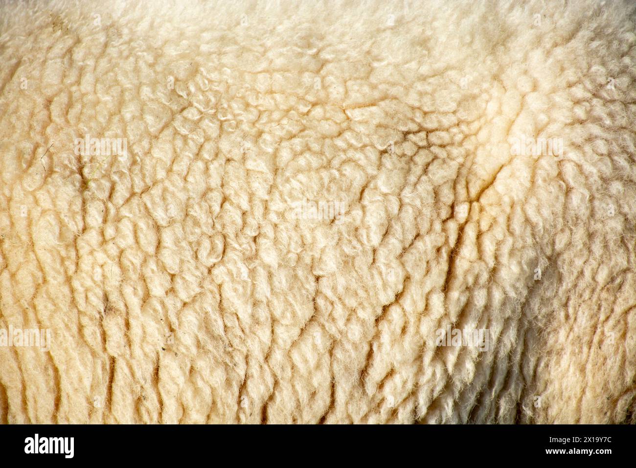 Woolley sheep hi-res stock photography and images - Alamy