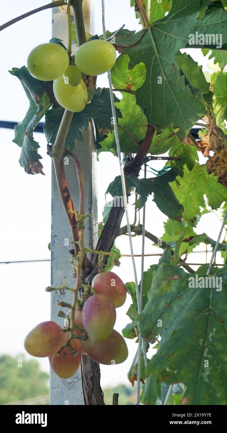 grape tree with its fruit Stock Photo - Alamy
