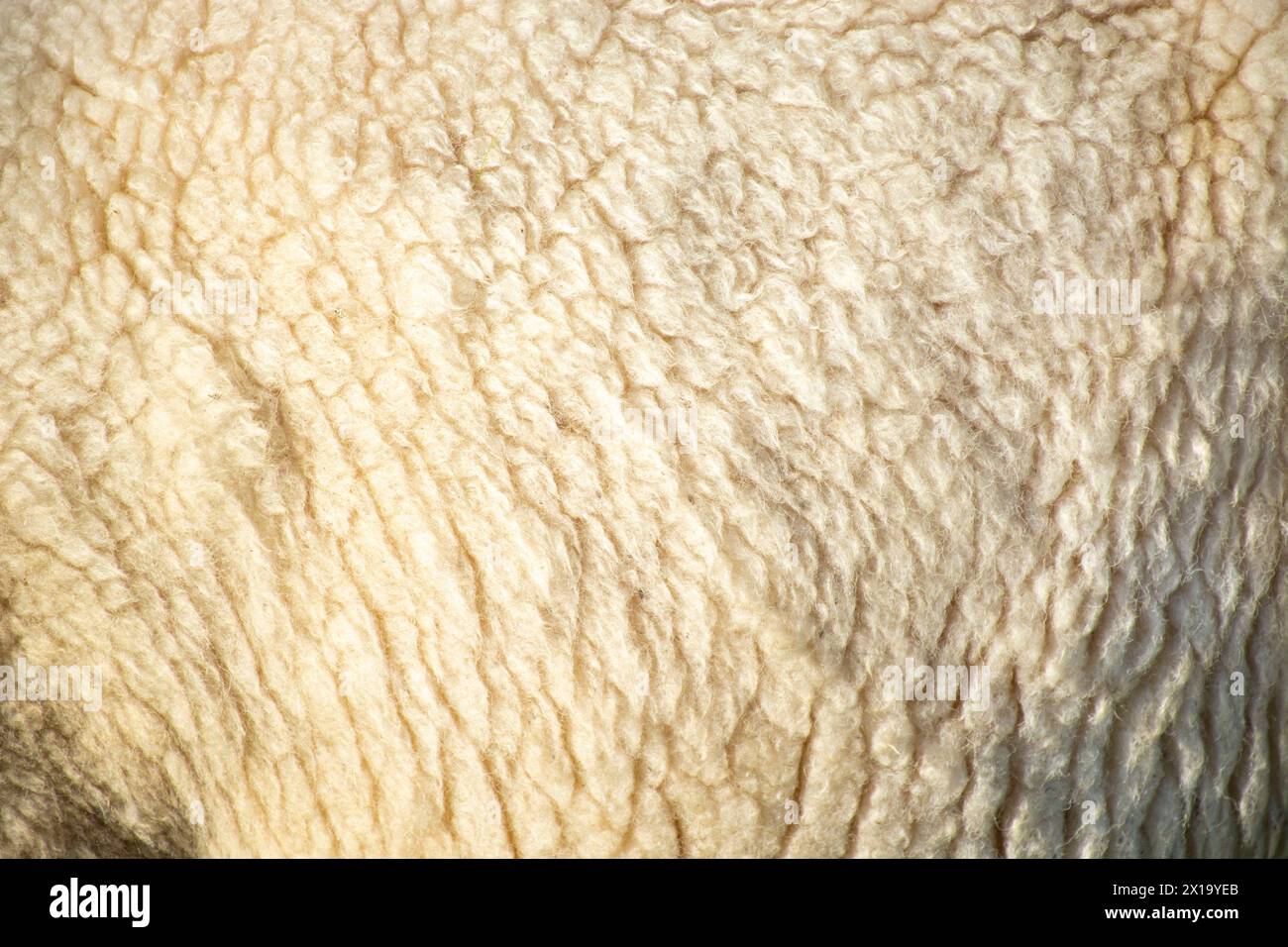 Woolley sheep hi-res stock photography and images - Alamy