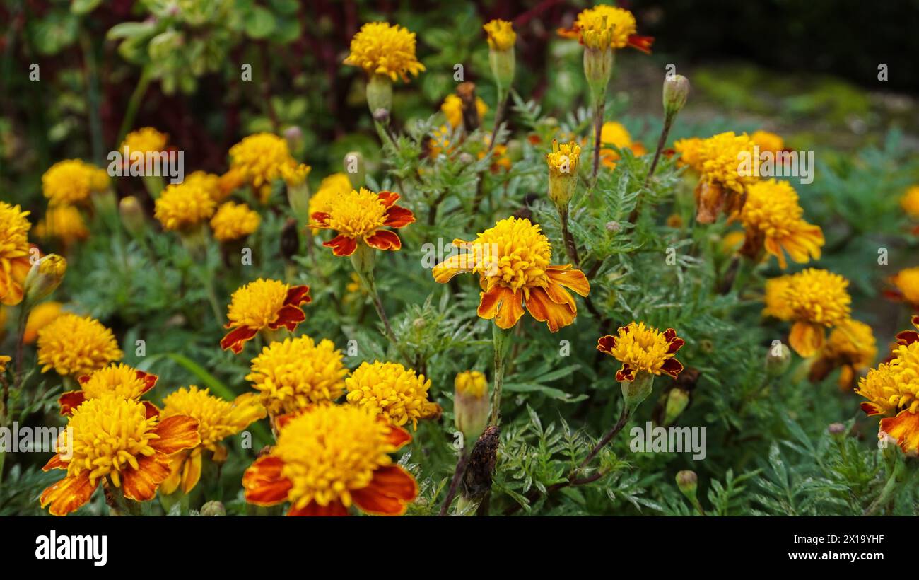 beautiful marigold flowers with nature background Stock Photo - Alamy