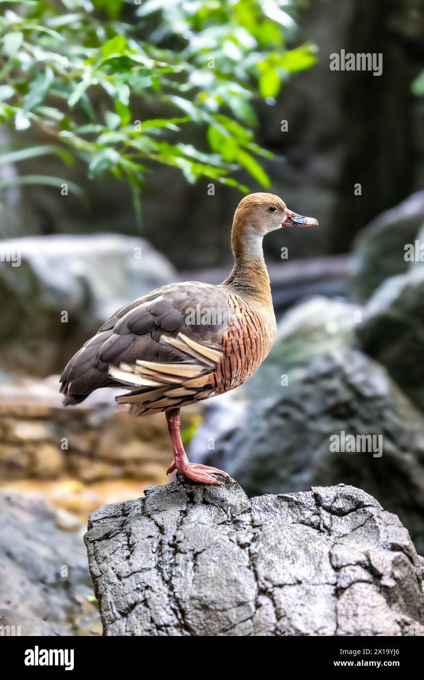 A plumed whistling duck, Dendrocygna eytoni, also called the grass ...