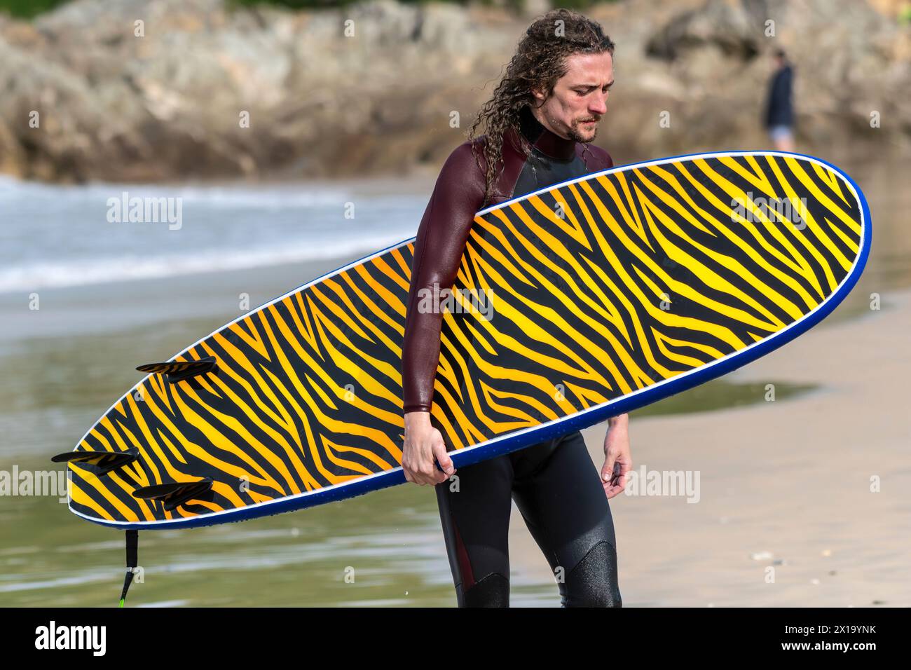 A tired surfer carrying his distinctive surfboard after a surfing ...