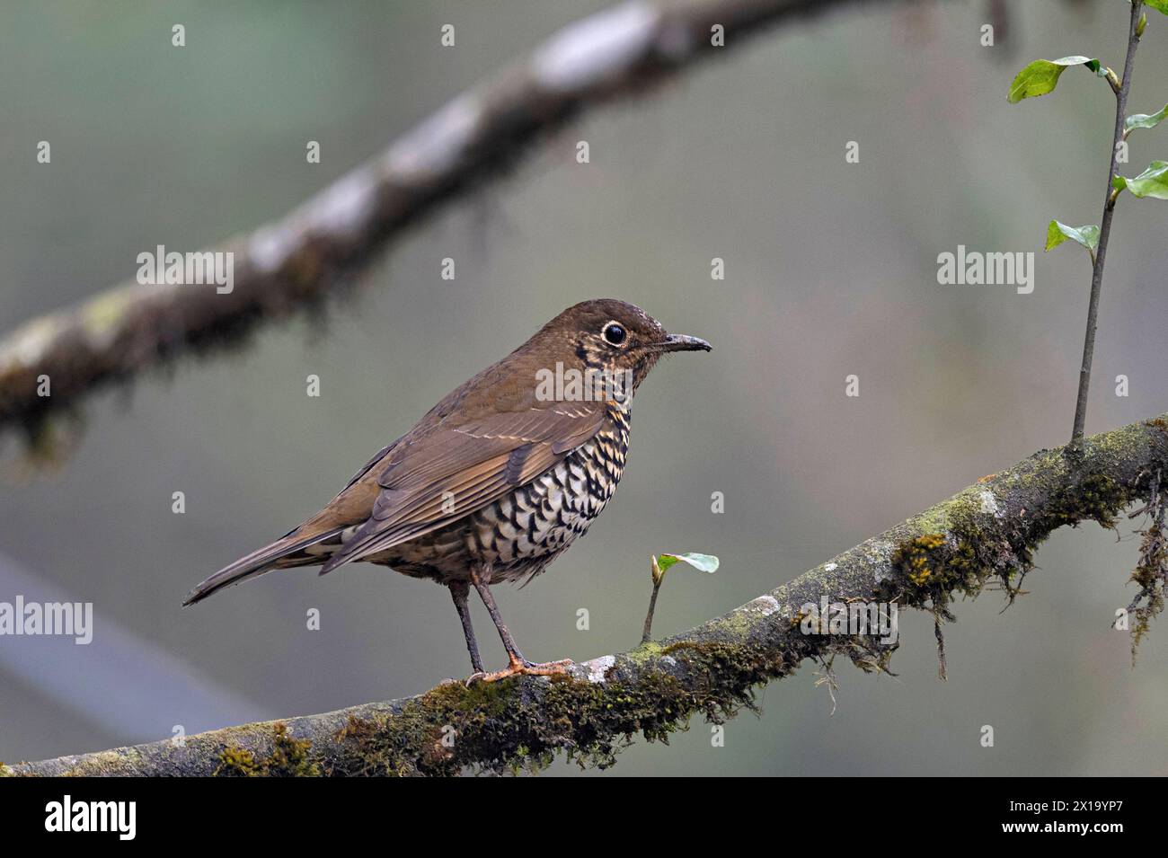 Senchal Wild Life Sanctuary, Himalayan thrush, Zoothera salimalii Stock ...