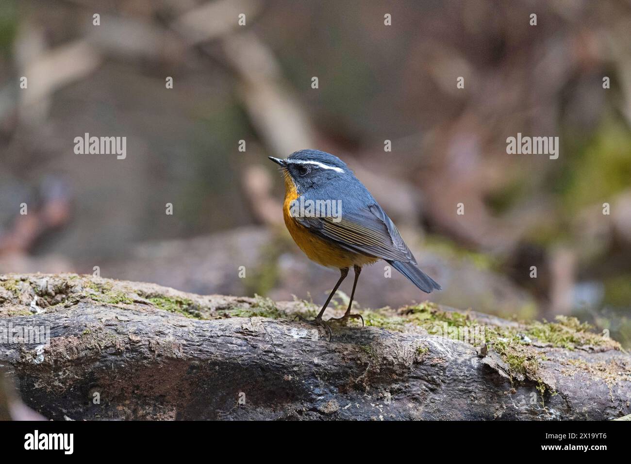 Senchal Wild Life Sanctuary, White-browed bush robin, Tarsiger indicus ...