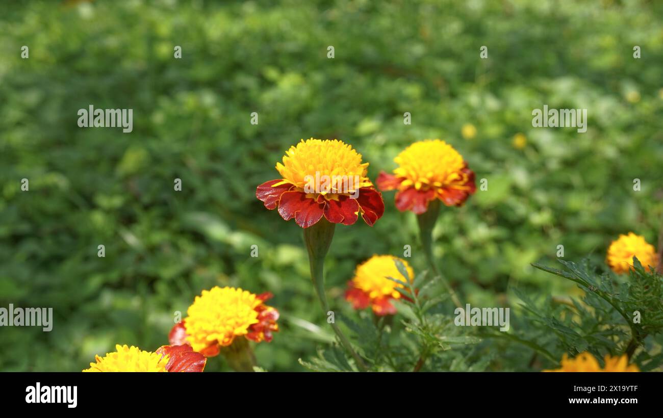 beautiful marigold flowers with nature background Stock Photo - Alamy