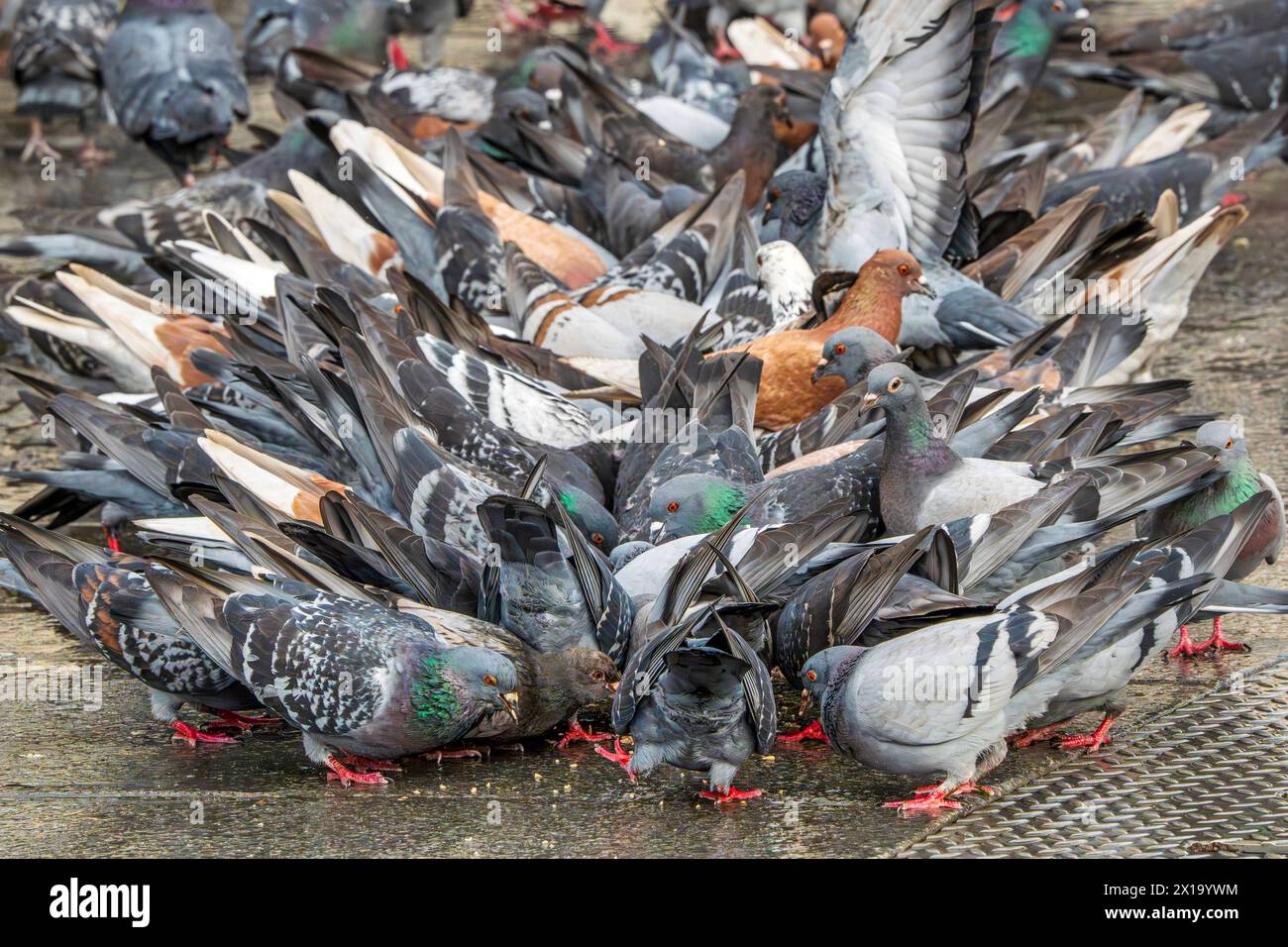 Tauben picken hi-res stock photography and images - Alamy