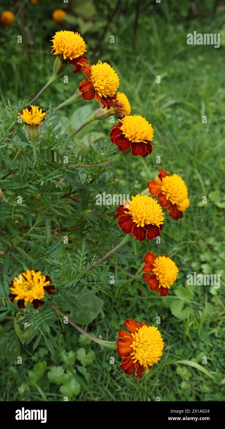 beautiful marigold flowers with nature background Stock Photo - Alamy