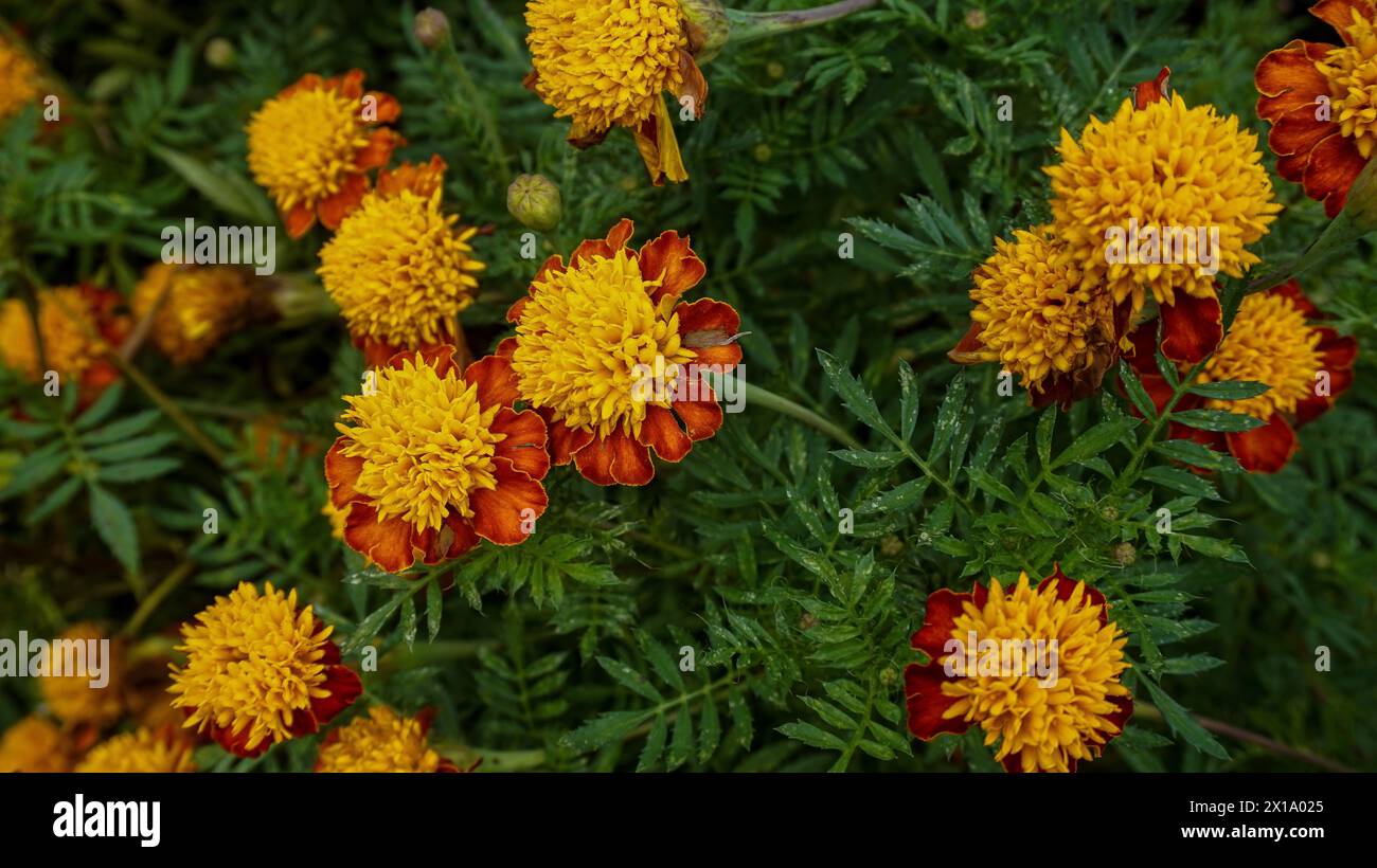 beautiful marigold flowers with nature background Stock Photo - Alamy