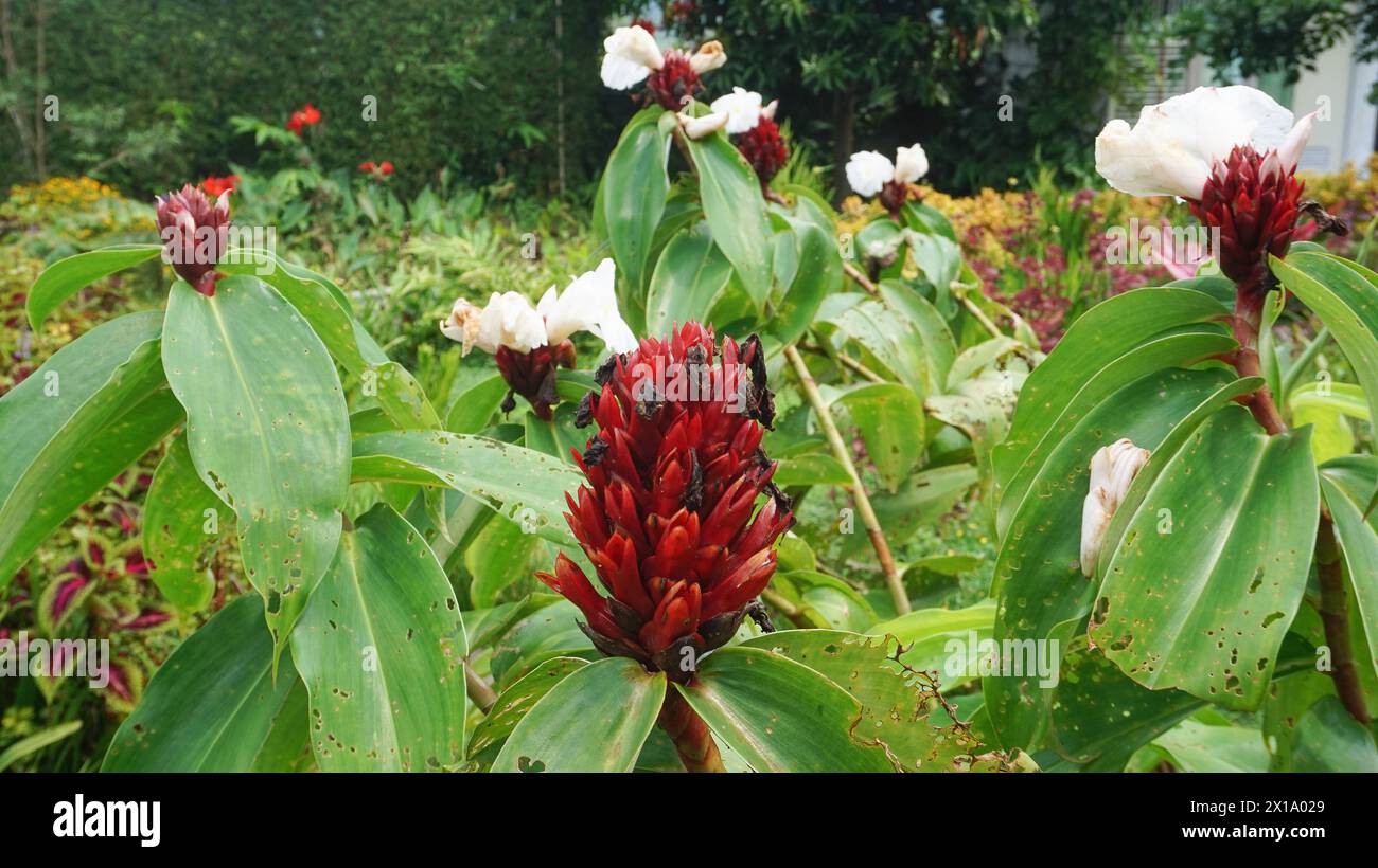 Red crepe ginger hi-res stock photography and images - Alamy