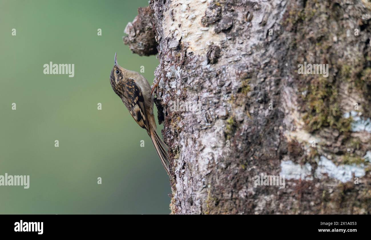 Neora Valley National Park is a national park,Kalimpong district, West Bengal, India. Sikkim ...