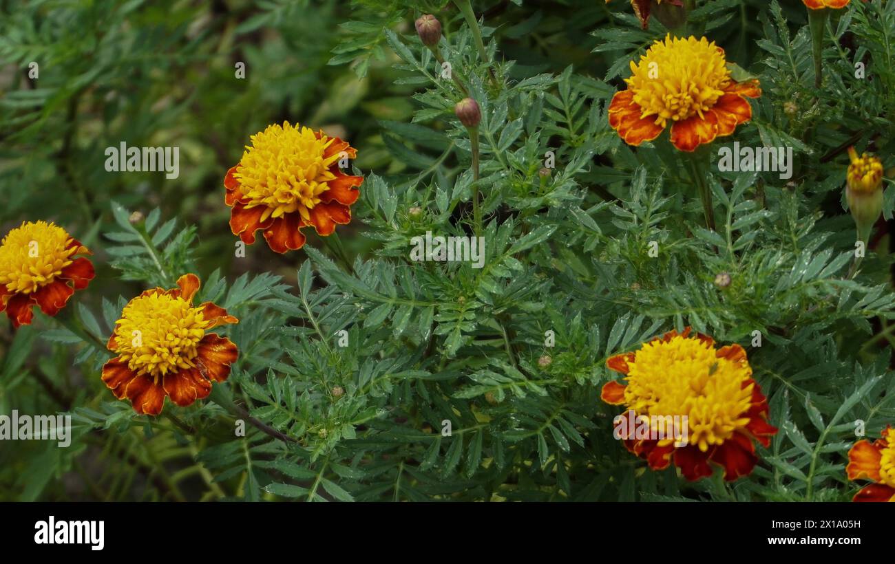 beautiful marigold flowers with nature background Stock Photo - Alamy