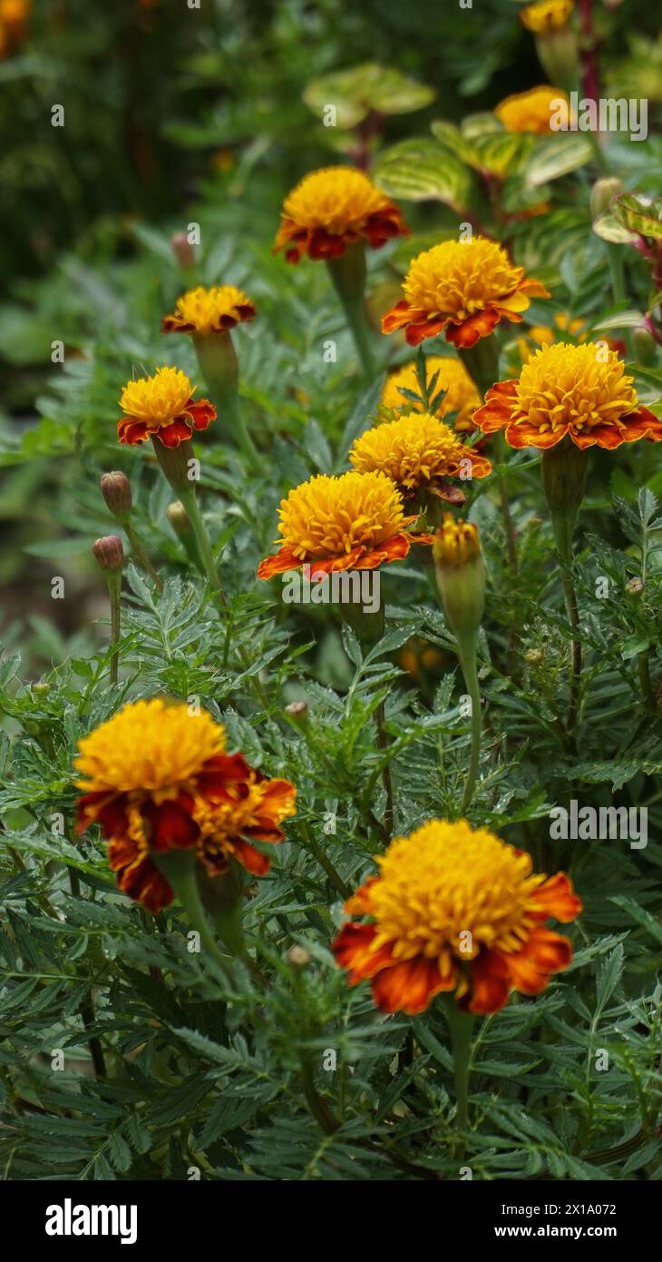 Marigold flowers hi-res stock photography and images - Alamy