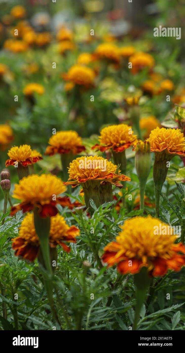 beautiful marigold flowers with nature background Stock Photo - Alamy