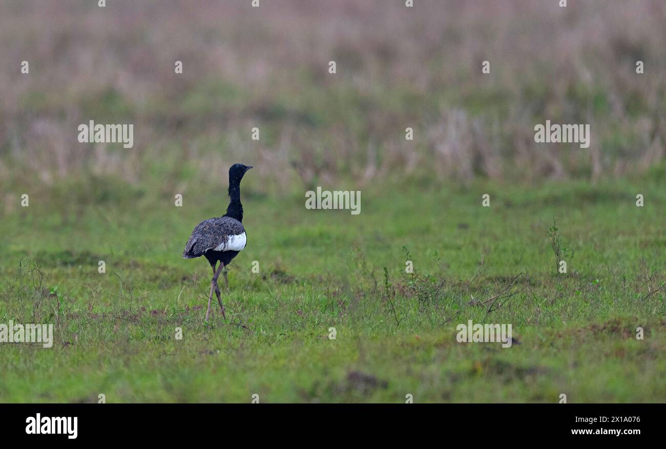 Manas National Park, Assam, India. West Bengal, India. Bengal florican ...