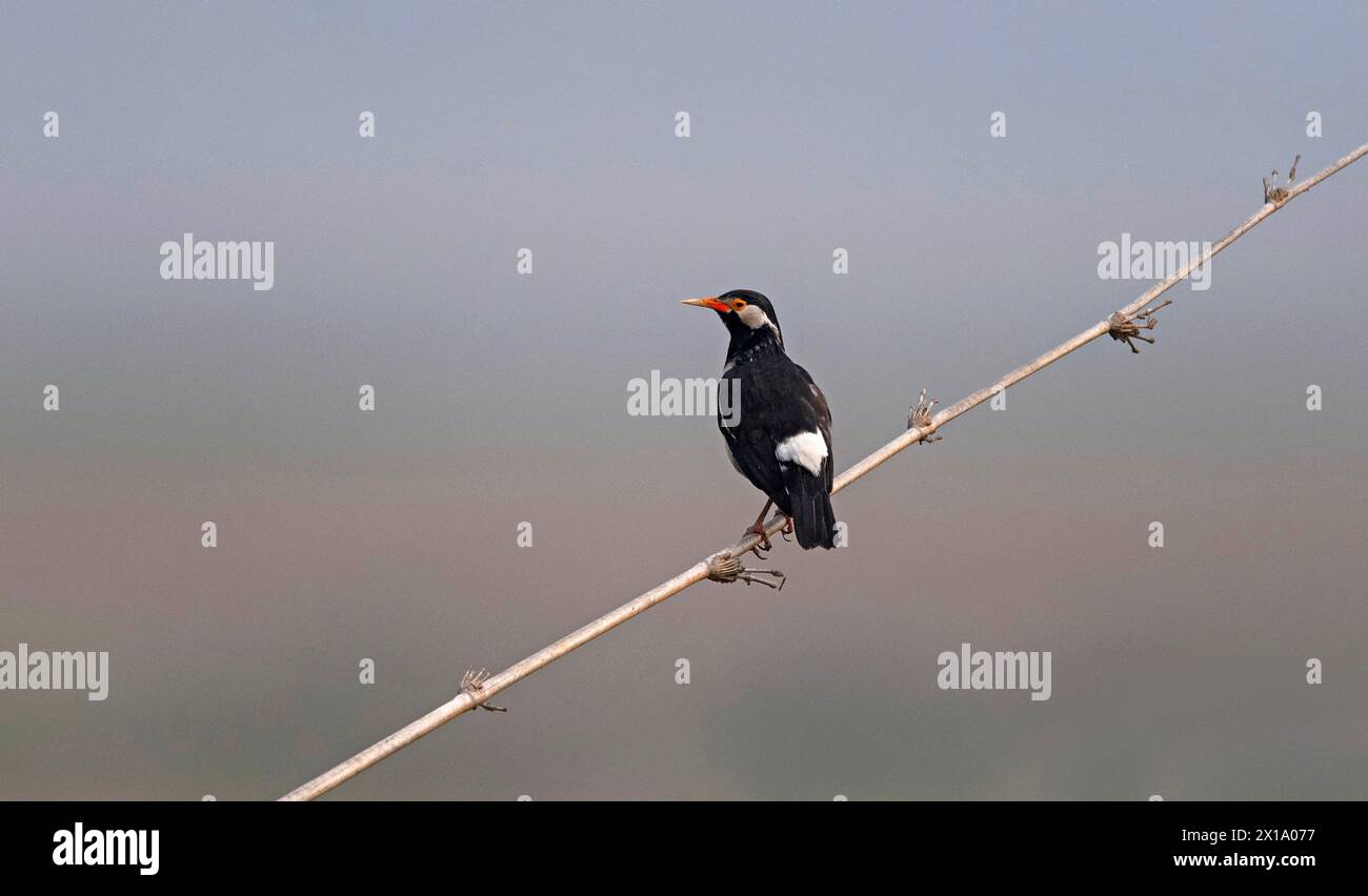 Manas National Park, Assam, India. Indian pied myna, Gracupica contra ...