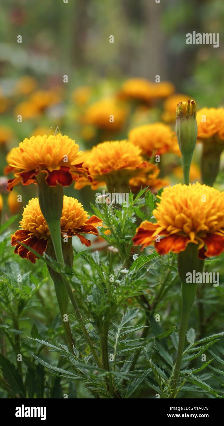 beautiful marigold flowers with nature background Stock Photo - Alamy