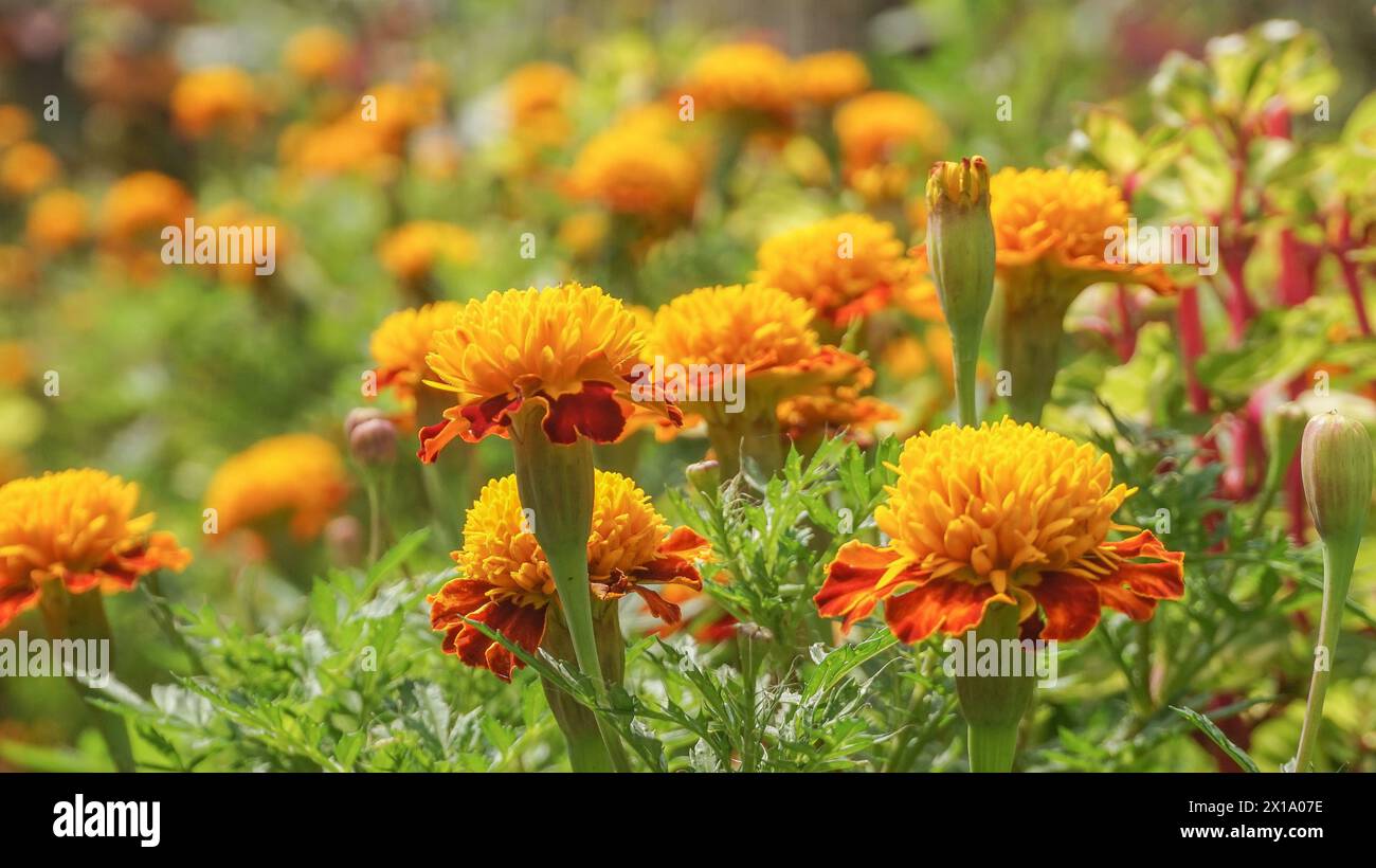 beautiful marigold flowers with nature background Stock Photo - Alamy