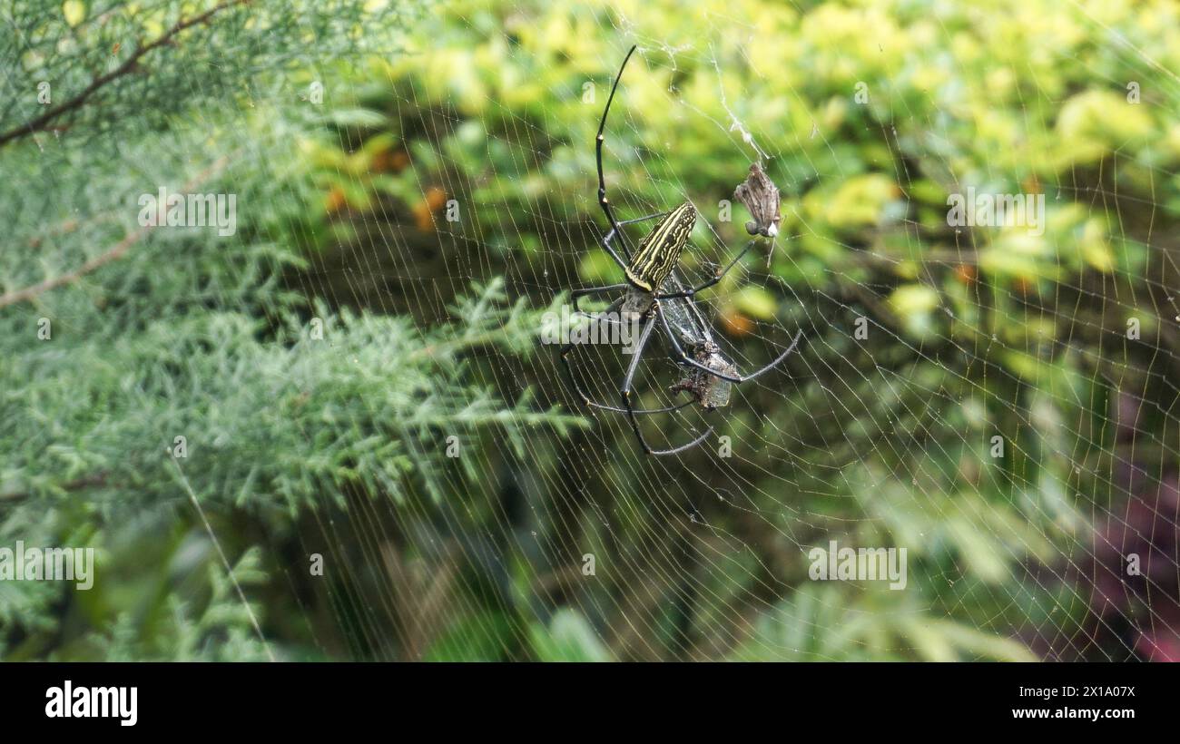a spider that is preying on its prey in its spider web Stock Photo - Alamy