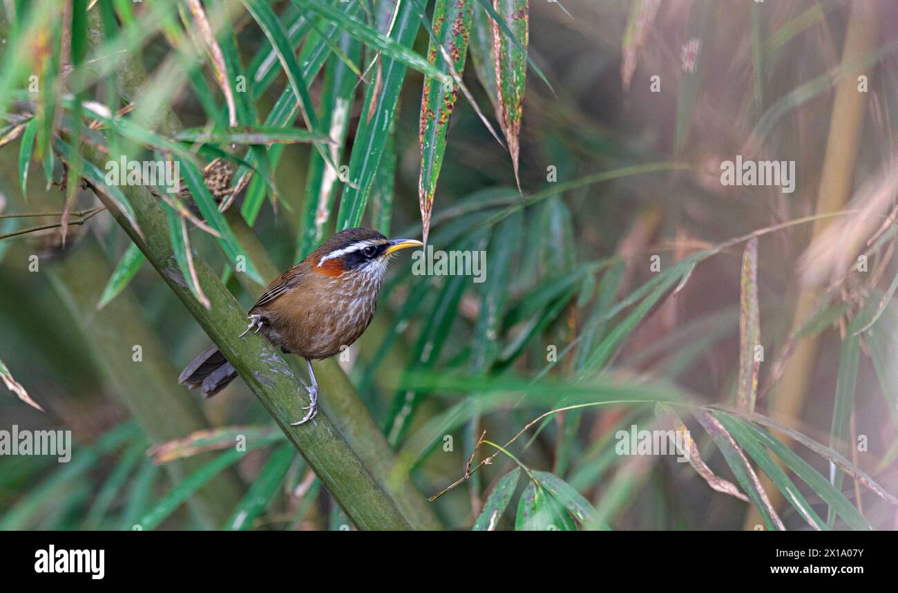Rishop, West Bengal, India. Streak-breasted scimitar babbler ...