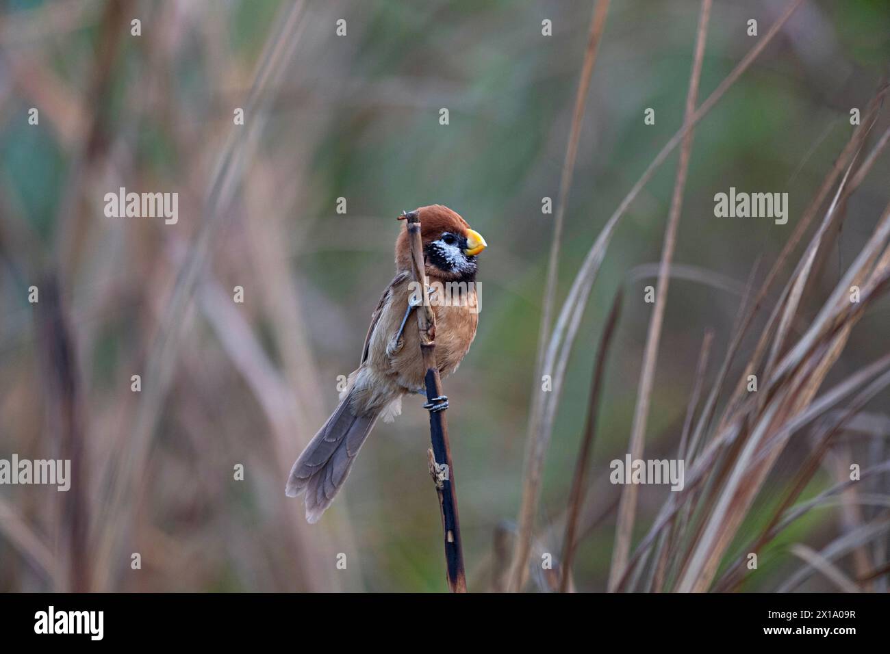 India black breasted parrotbill hi-res stock photography and images - Alamy