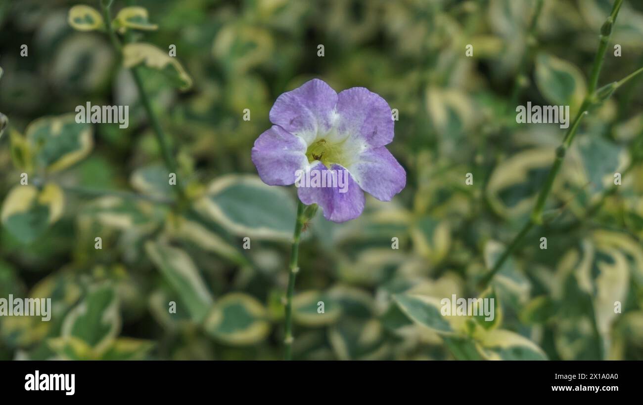 beautiful flower called Chinese violet, Coromandel or Asystasia ...