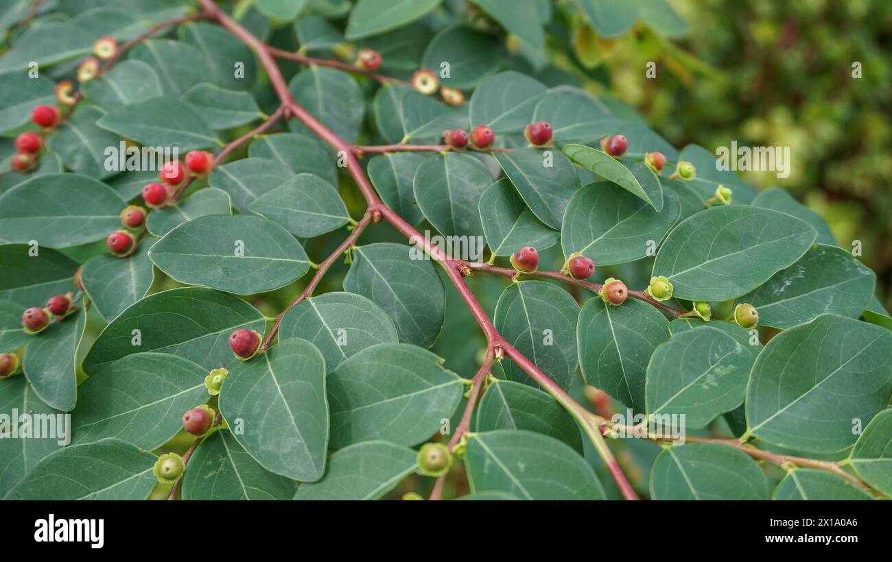 Breynia hi-res stock photography and images - Alamy