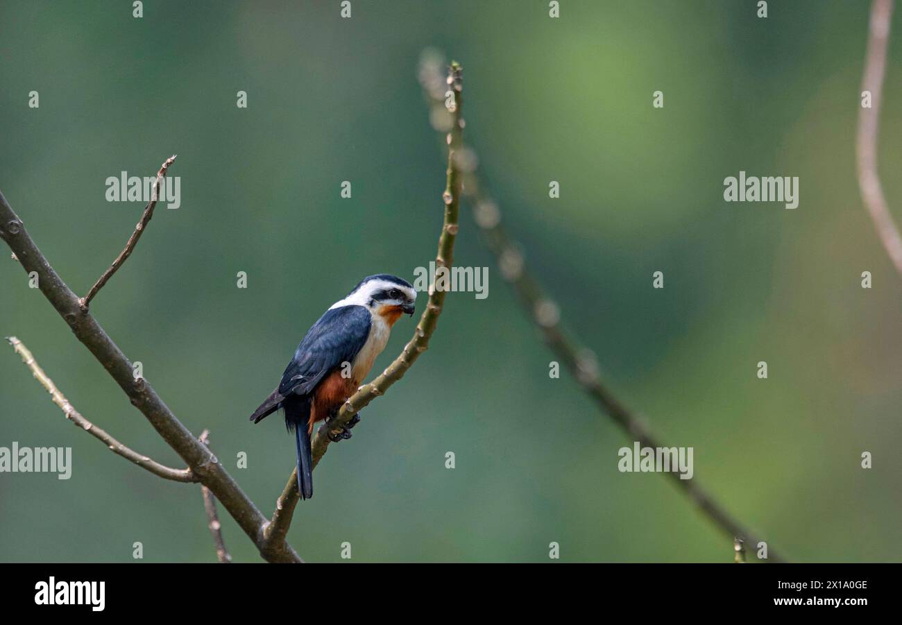 Manas National Park, Assam, India. Collared falconet, Microhierax ...