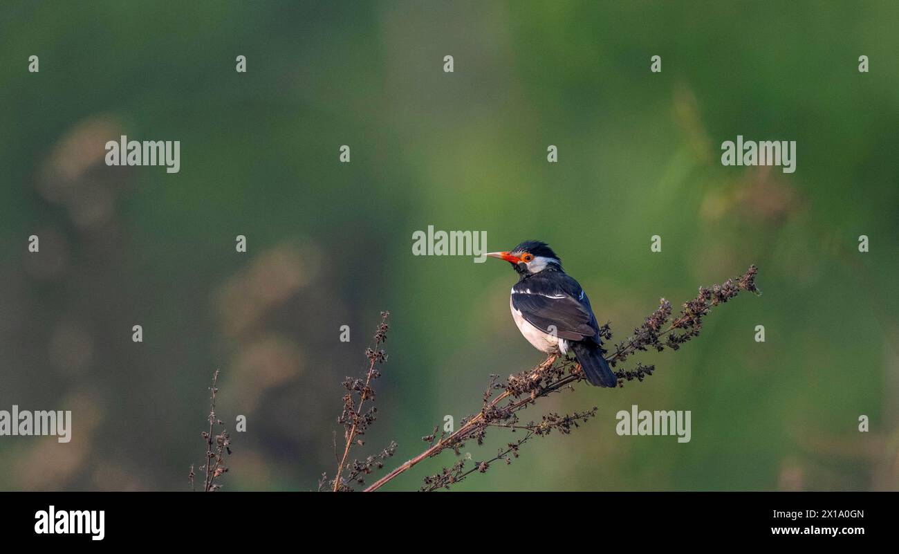 Manas National Park, Assam, India. Indian pied myna, Gracupica contra ...
