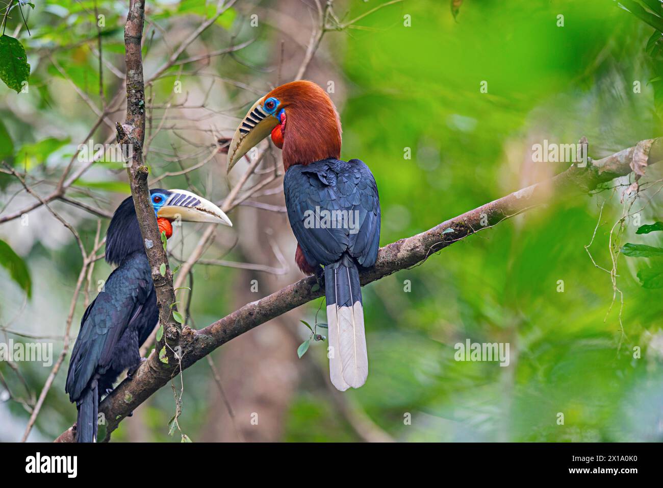 Manas National Park, Assam, India. Rufous-necked hornbill, Aceros ...