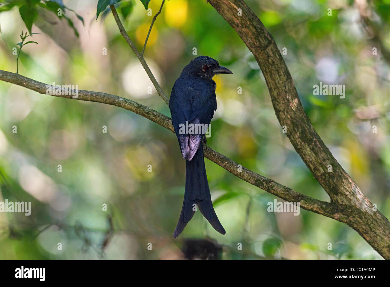 Buxa Tiger Reserve, West Bengal, India. Ashy drongo, Dicrurus ...