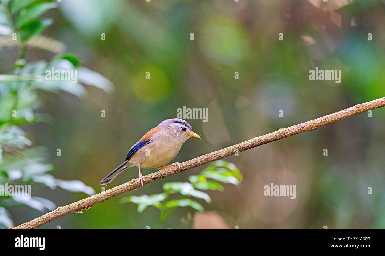 Buxa Tiger Reserve, West Bengal, India. Blue-winged minla, Siva ...