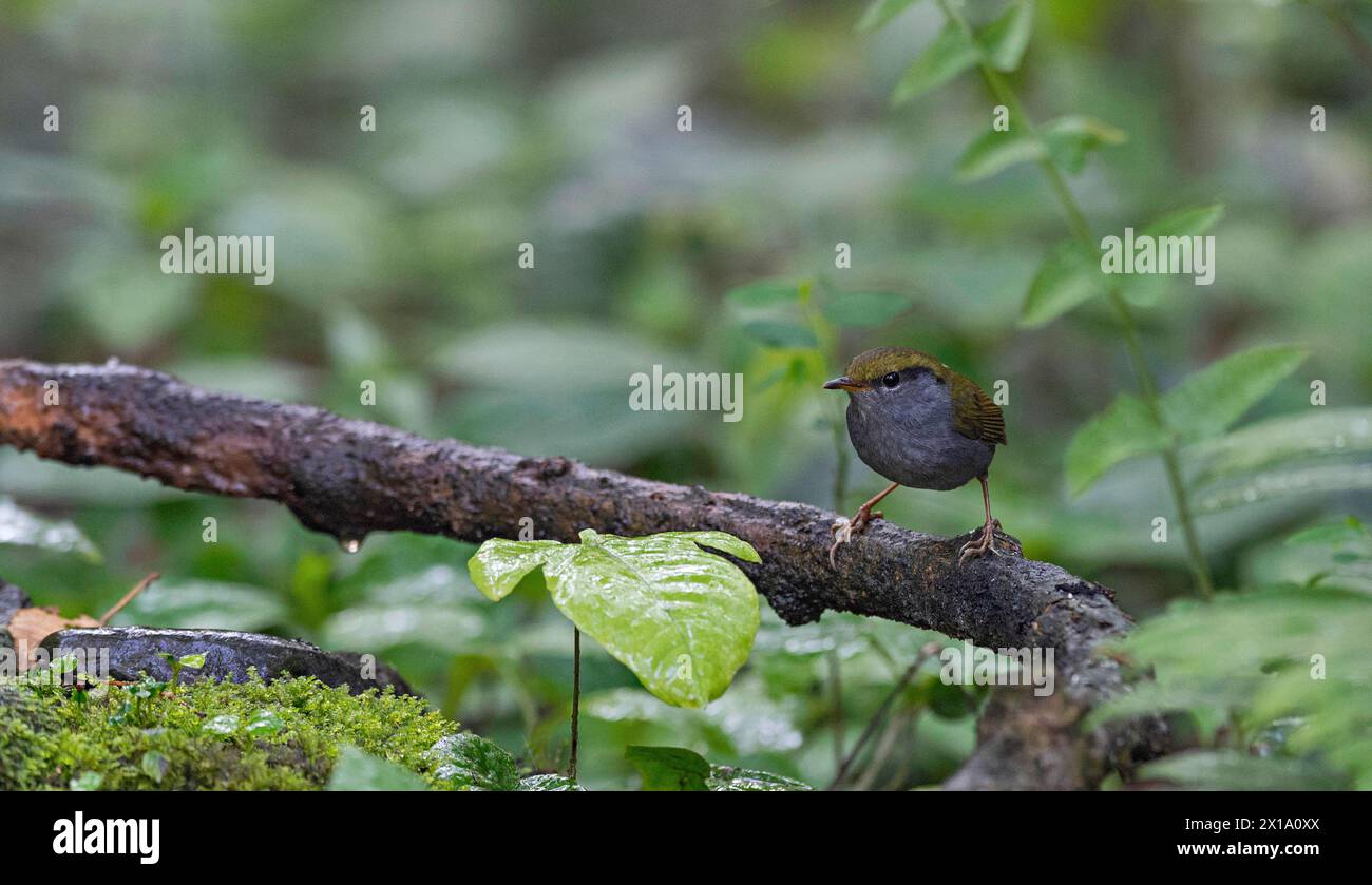 Passewrine hi-res stock photography and images - Alamy