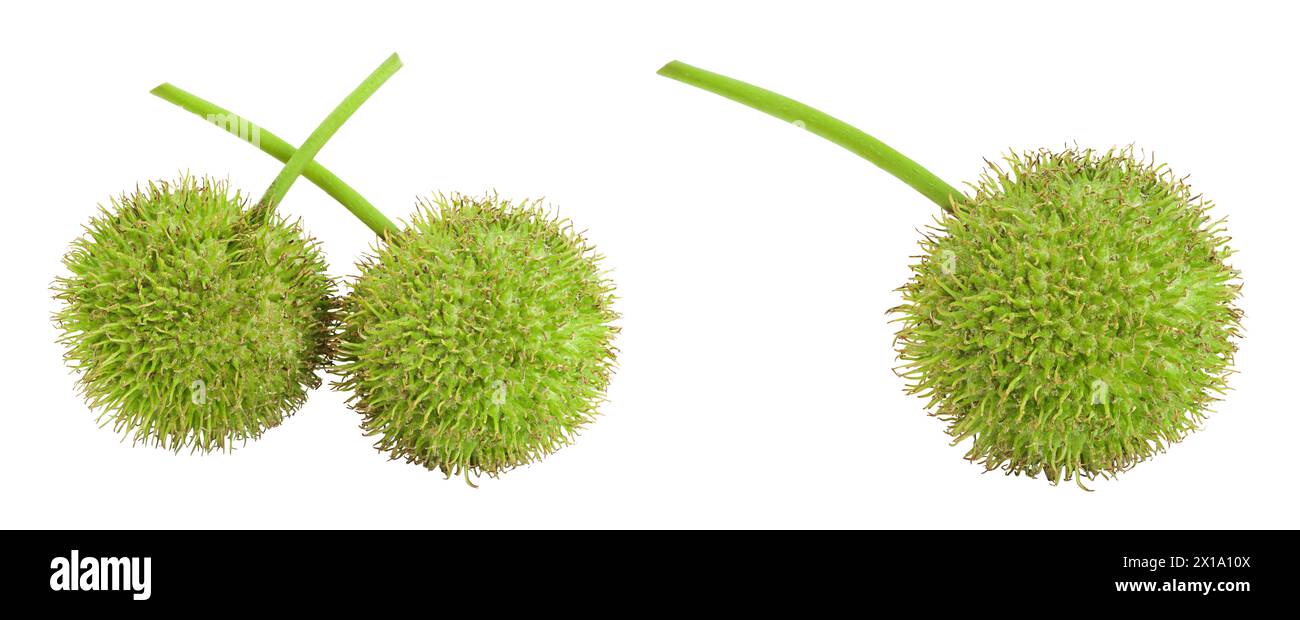 fruit of sycamore plane tree isolated on white bacground with full ...
