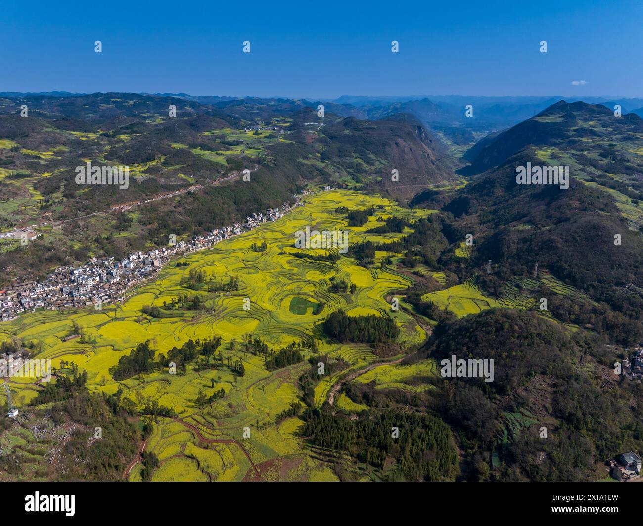 Canola field in Luoping county, Yunnan, China Stock Photo - Alamy