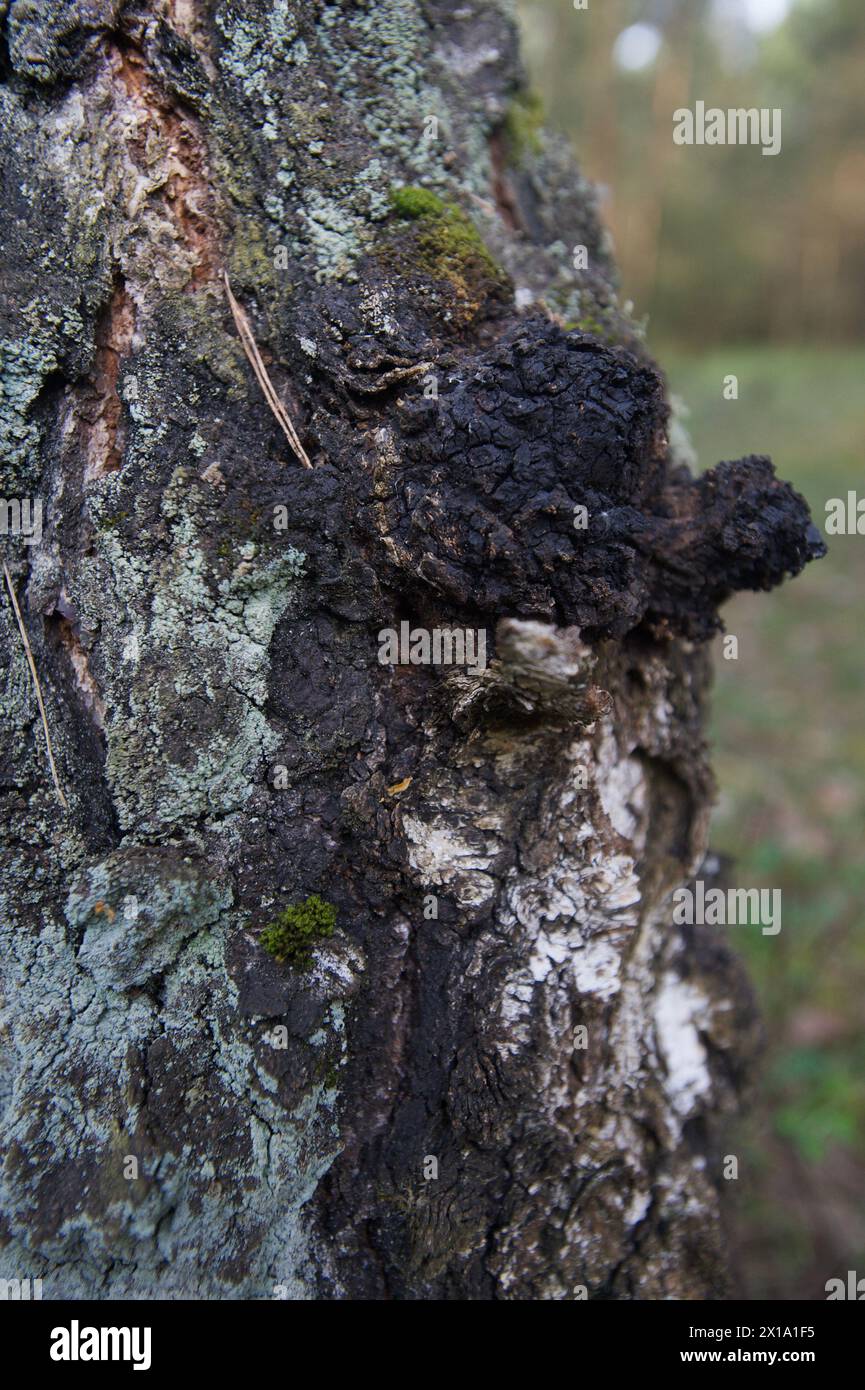 Chaga Mushroom on Birch Tree Stock Photo - Alamy