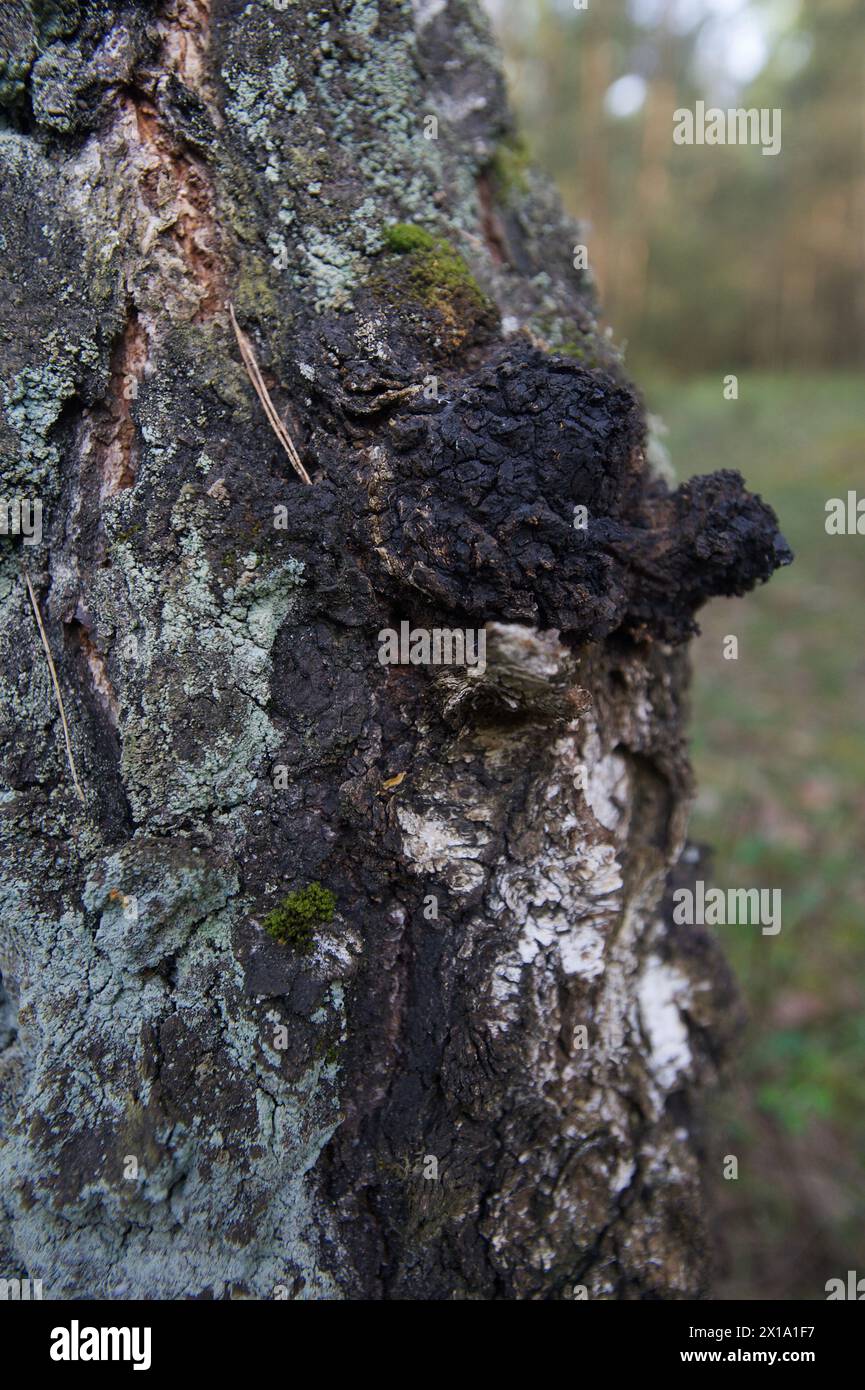 Chaga fungus on birch hi-res stock photography and images - Alamy