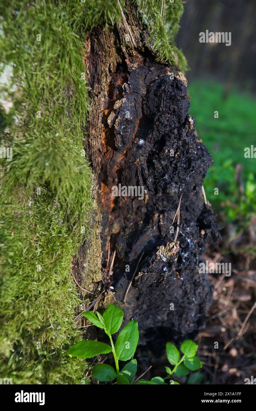 Chaga Mushroom on Birch Tree Stock Photo - Alamy