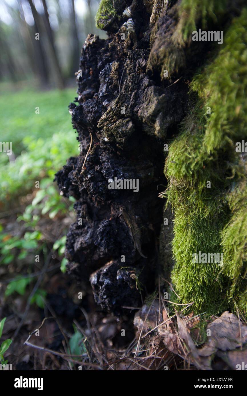 Chaga Mushroom on Birch Tree Stock Photo - Alamy